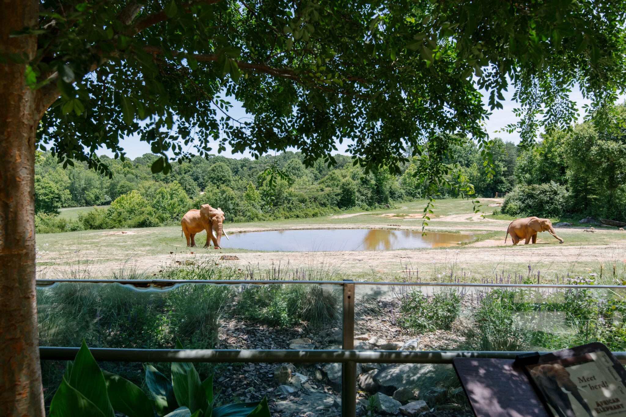 NC Zoo is the perfect day trip destination for your family!