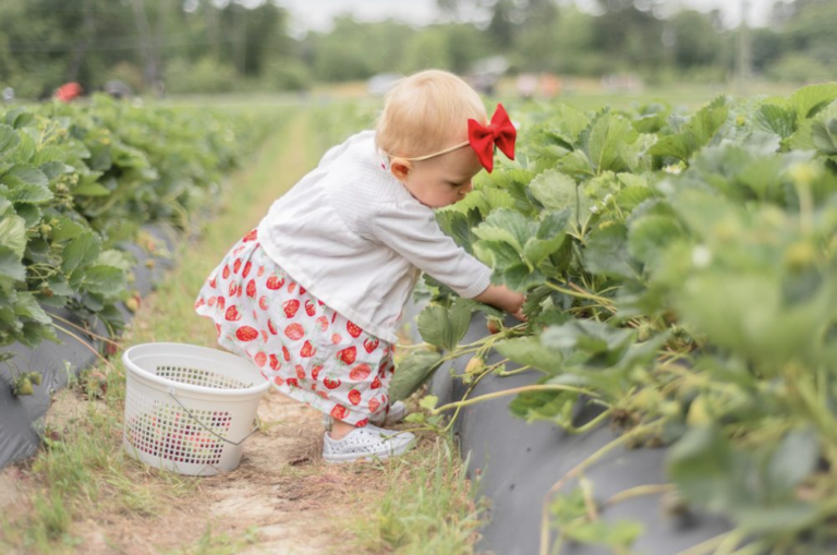 Strawberry Picking Triad NC (2026 Guide) | U-Pick in the Triad