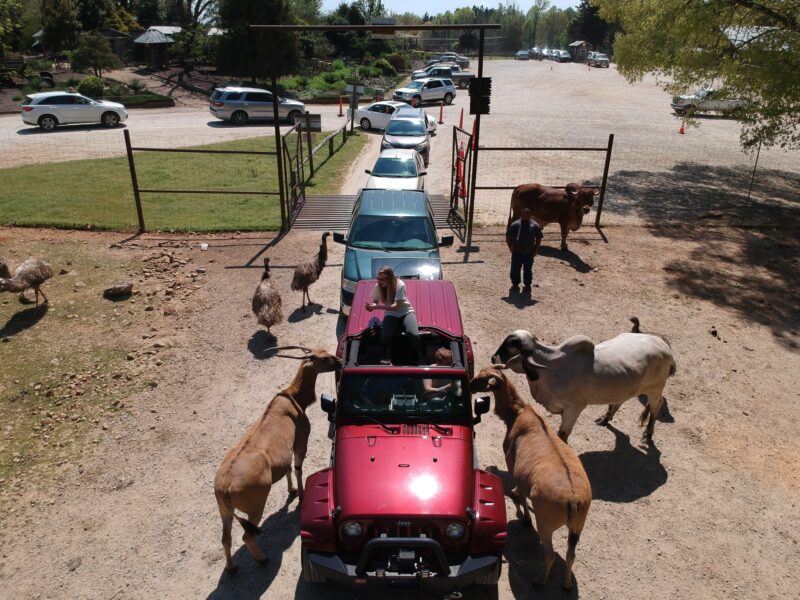Lazy 5 Ranch NC: Family Guide, Prices, Animals, Hours & Reviews